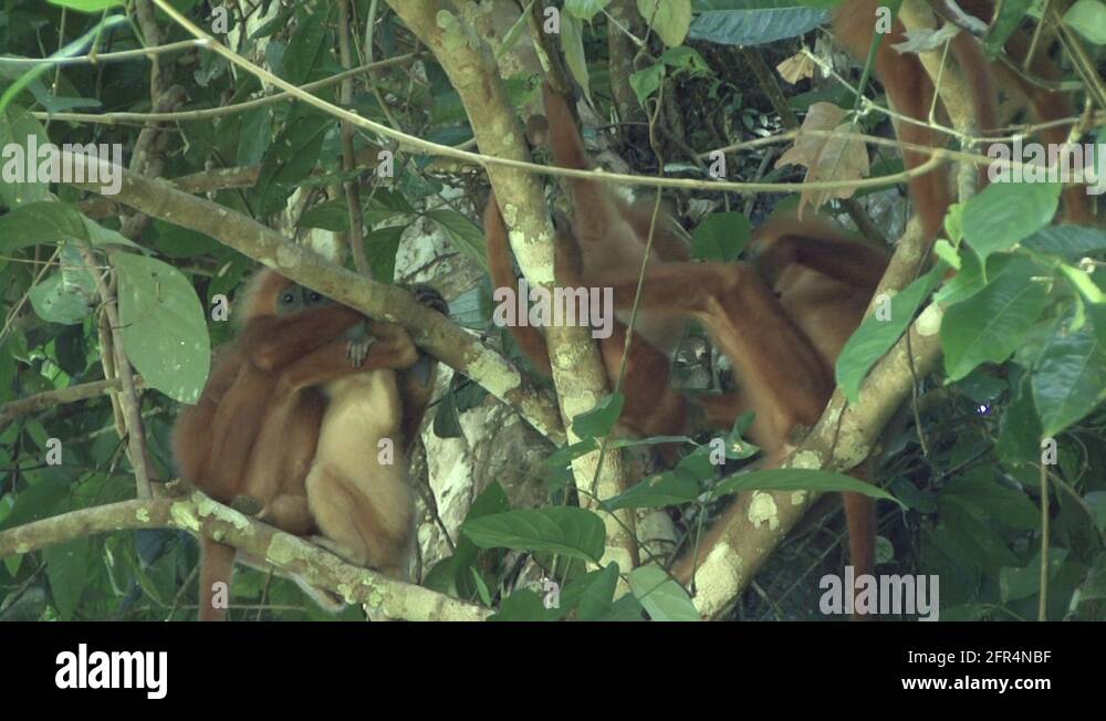 Monkey group Stock Videos & Footage - HD and 4K Video Clips - Alamy