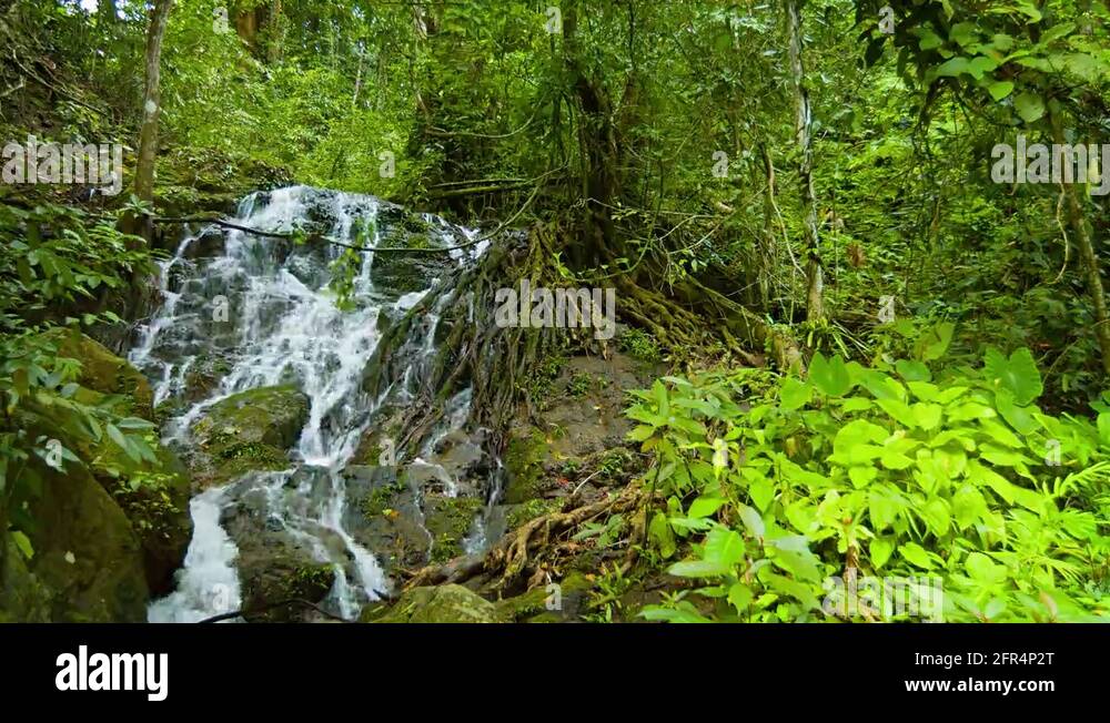 Tree roots in rainforest Stock Videos & Footage - HD and 4K Video Clips ...