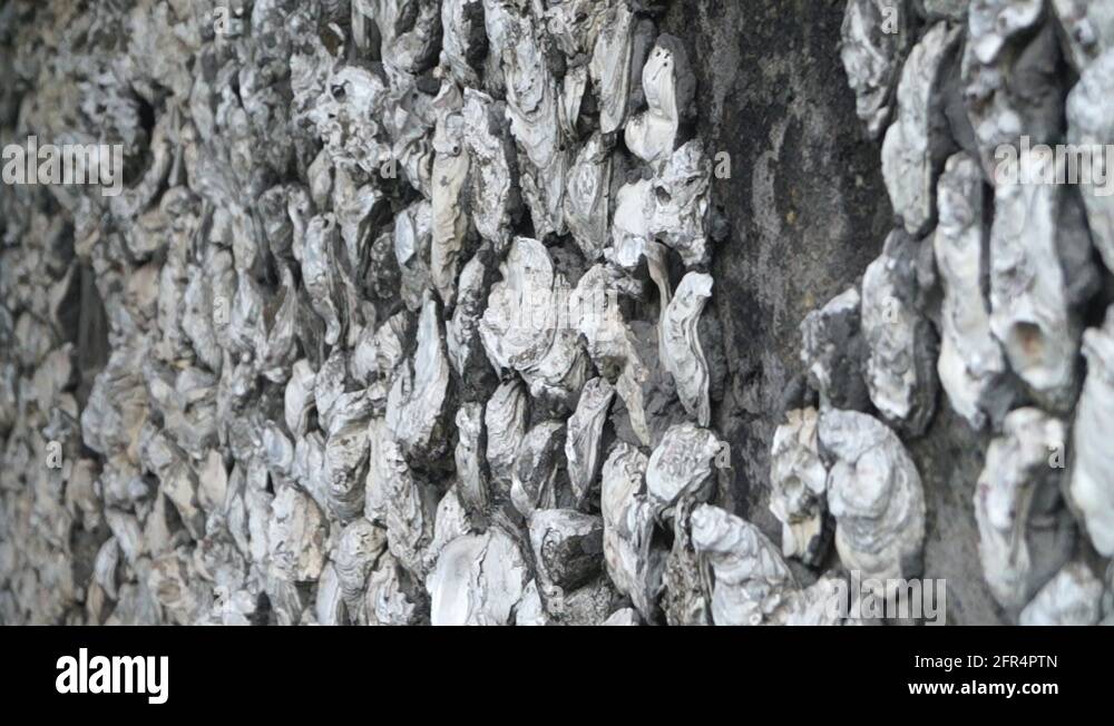 Oyster shell walls, is where the ancient architectural features of ...