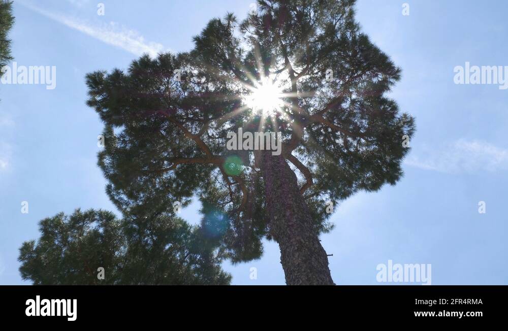 Iconic tree in rome Stock Videos & Footage - HD and 4K Video Clips - Alamy