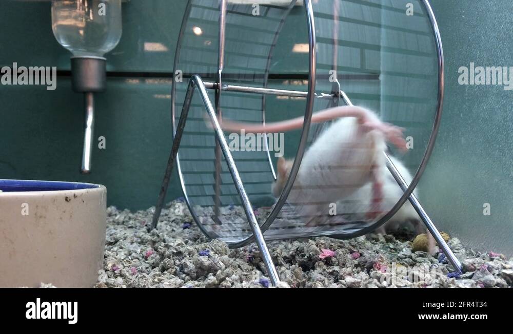 Rat running wheel Stock Videos & Footage - HD and 4K Video Clips - Alamy