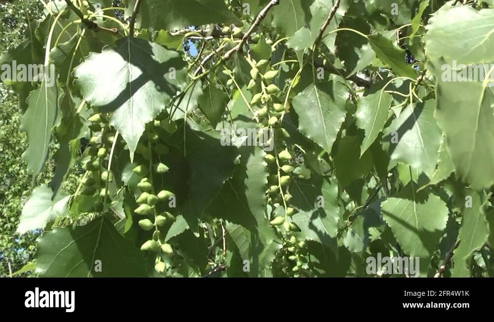 Poplar seeds Stock Videos & Footage - HD and 4K Video Clips - Alamy