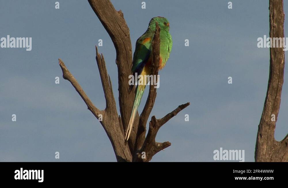 Desert parrot Stock Videos & Footage - HD and 4K Video Clips - Alamy