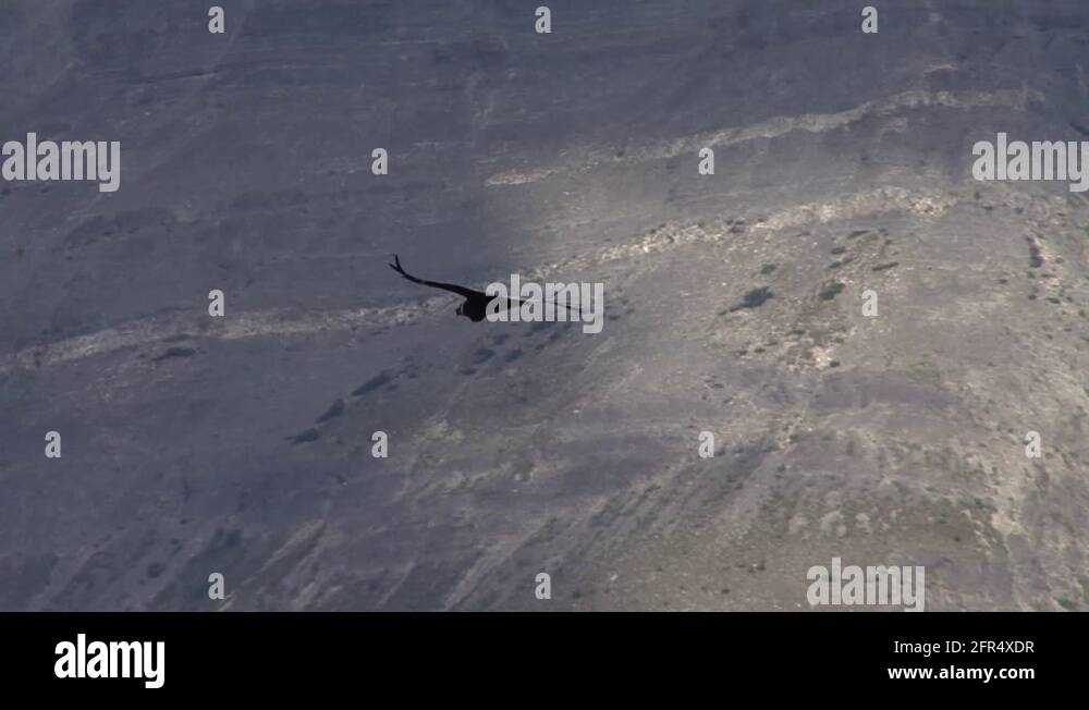 Condor flying high up in the sky in front of snowy mountain Stock Video ...