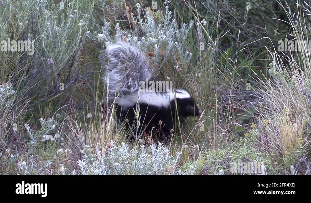 Skunk bush Stock Videos & Footage - HD and 4K Video Clips - Alamy