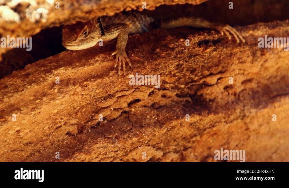 Desert Lizard Stock Video Footage - Alamy