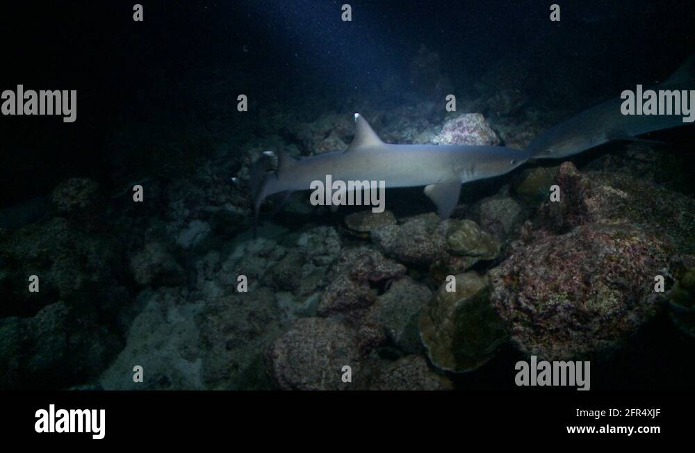 Fish chasing fish Stock Videos & Footage - HD and 4K Video Clips - Alamy