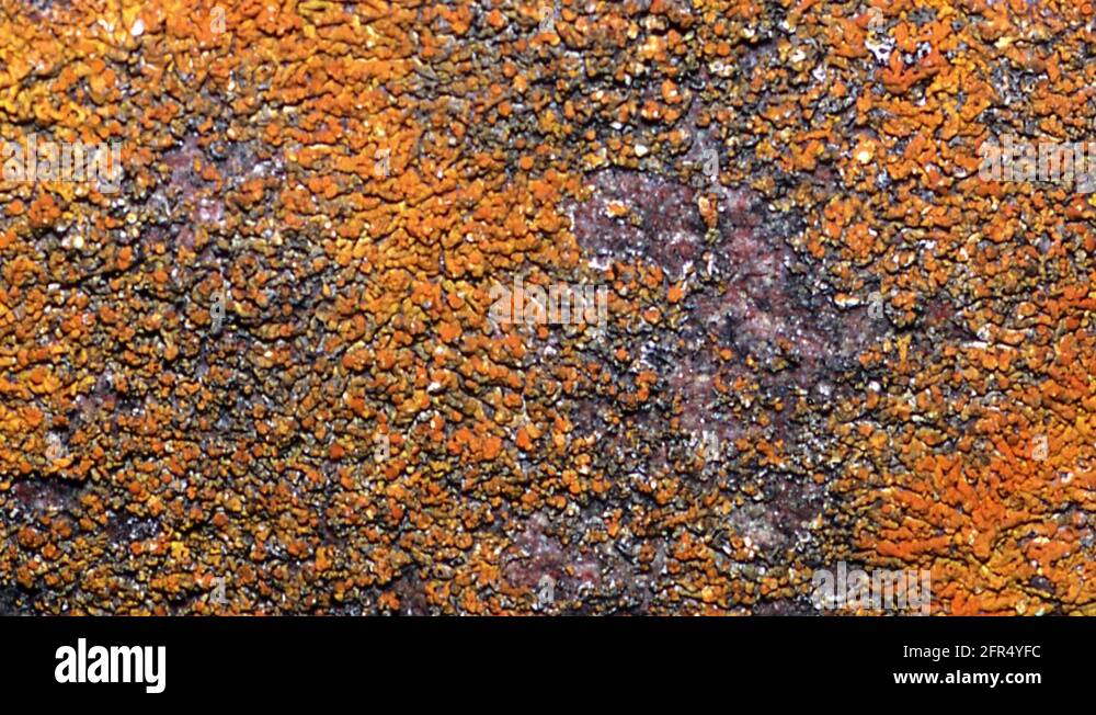 Alpine tundra lichen Stock Videos & Footage - HD and 4K Video Clips - Alamy