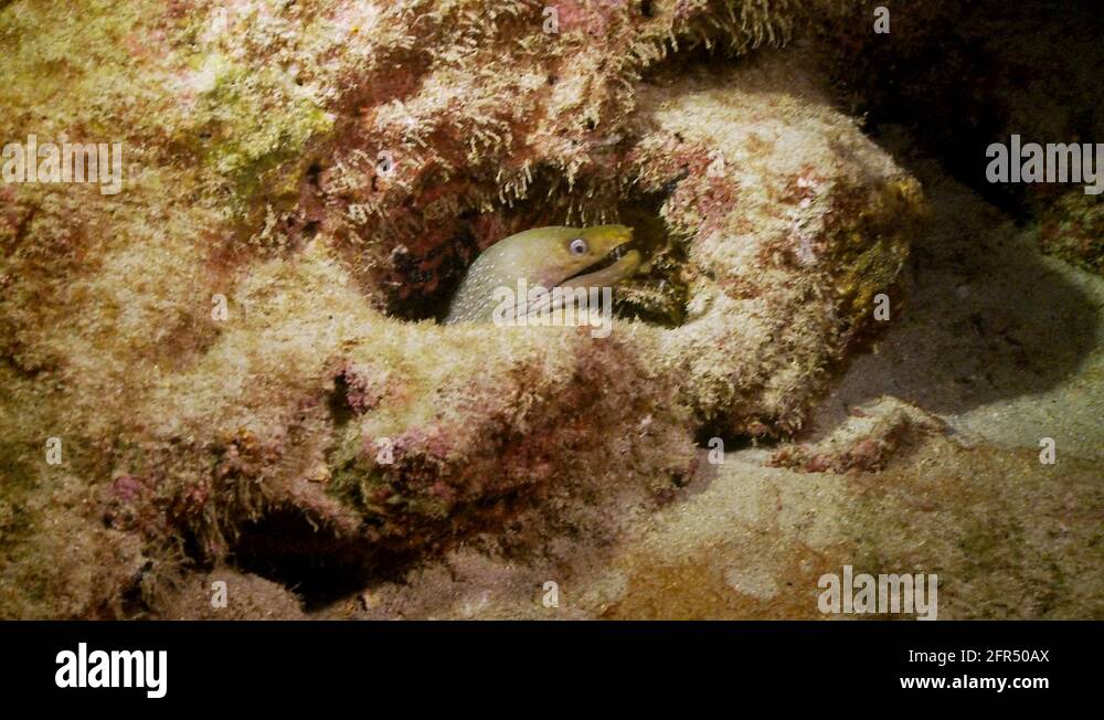 Hiding from predator Stock Videos & Footage - HD and 4K Video Clips - Alamy