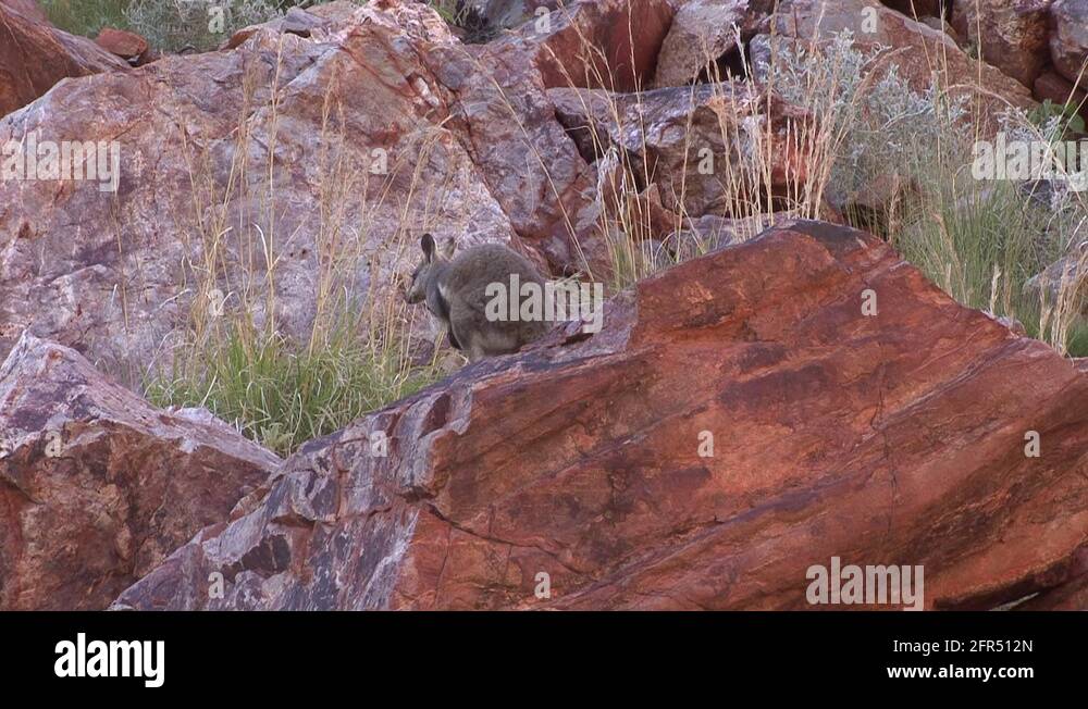 Red kangaroo sit Stock Videos & Footage - HD and 4K Video Clips - Alamy