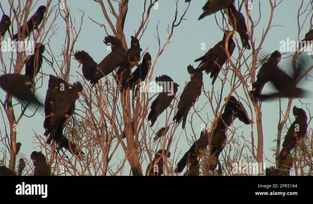 Desert cockatoo Stock Videos & Footage - HD and 4K Video Clips - Alamy