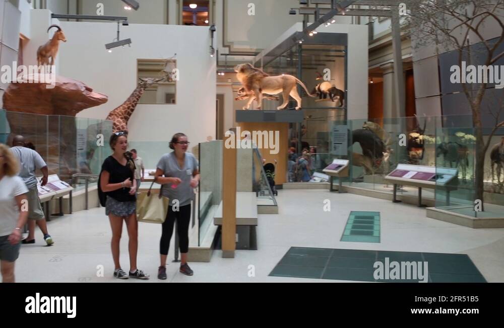 Stuffed lion museum Stock Videos & Footage - HD and 4K Video Clips - Alamy