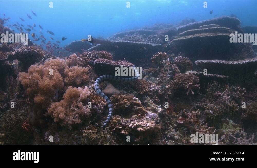 Sea snake on a coral reef with plenty fish 4k Stock Video Footage - Alamy