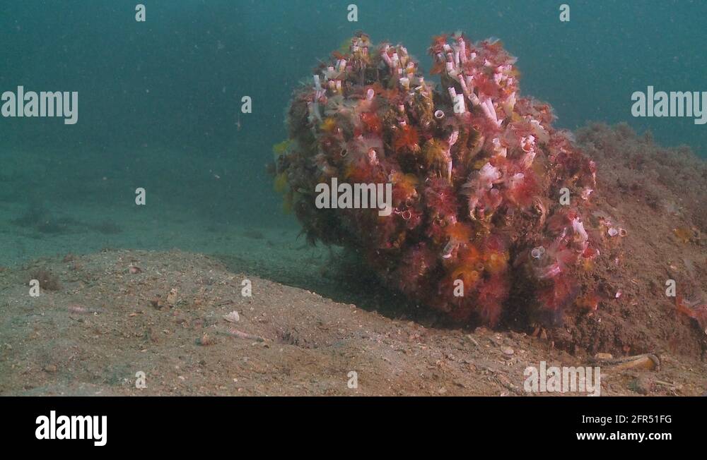 Worm colony Stock Videos & Footage - HD and 4K Video Clips - Alamy