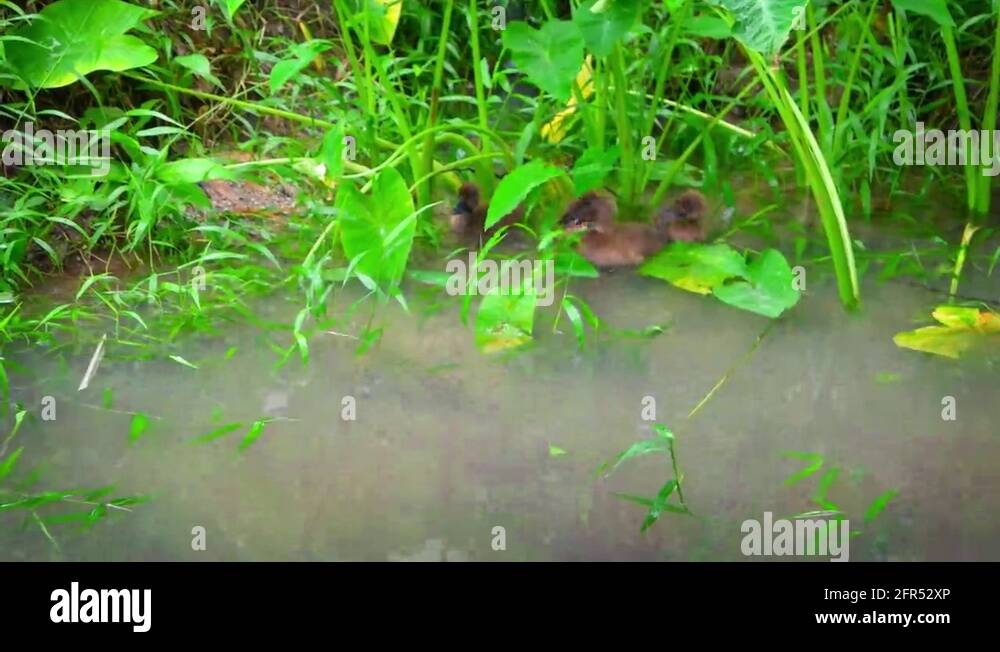 Wild baby ducks Stock Videos & Footage - HD and 4K Video Clips - Alamy
