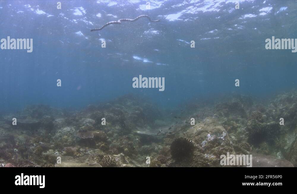 Sea snake on a coral reef with plenty fish 4k Stock Video Footage - Alamy