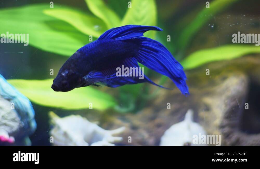 Blue veiltail Stock Videos & Footage - HD and 4K Video Clips - Alamy