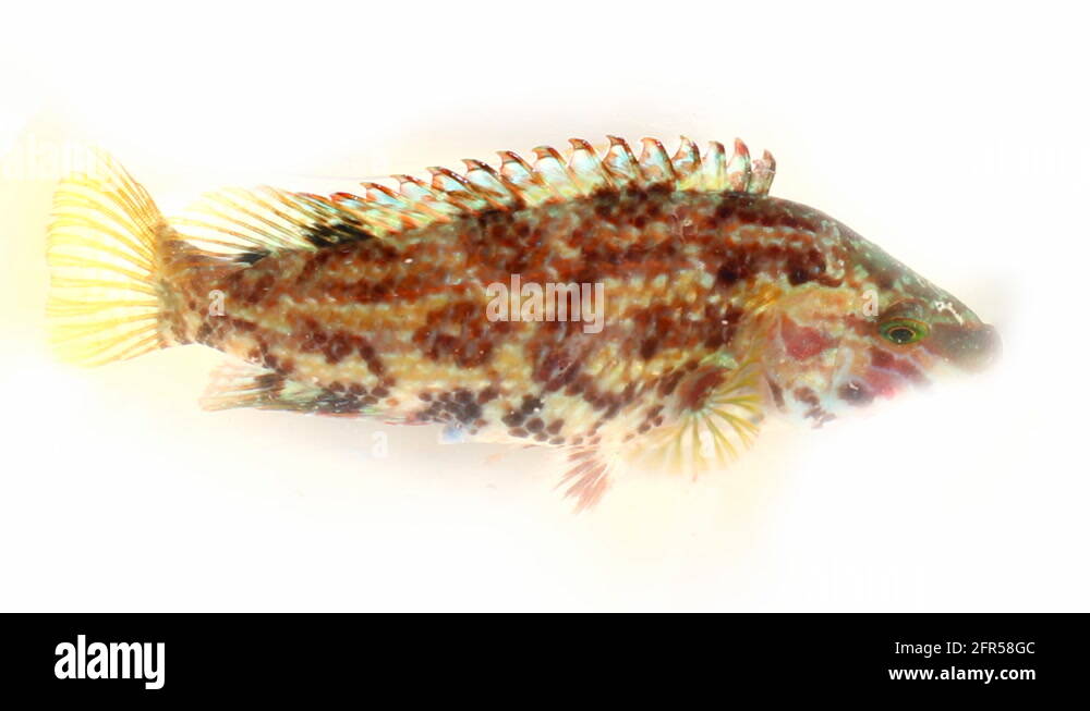 fish green wrasse waving fins and tail on white background Stock Video ...