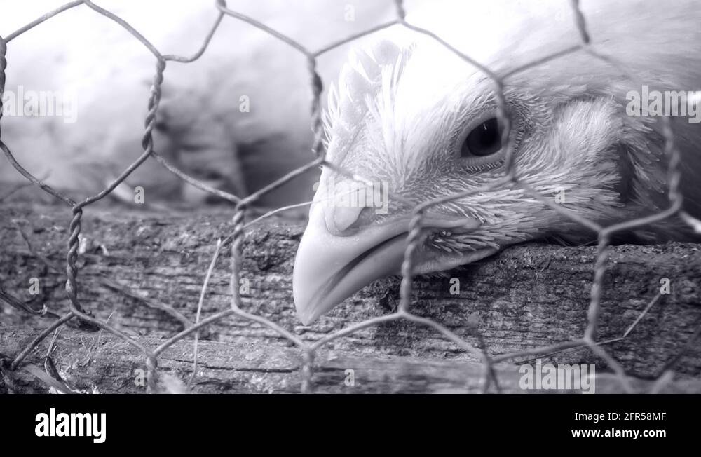 Chicken behind the fence Stock Videos & Footage - HD and 4K Video Clips ...