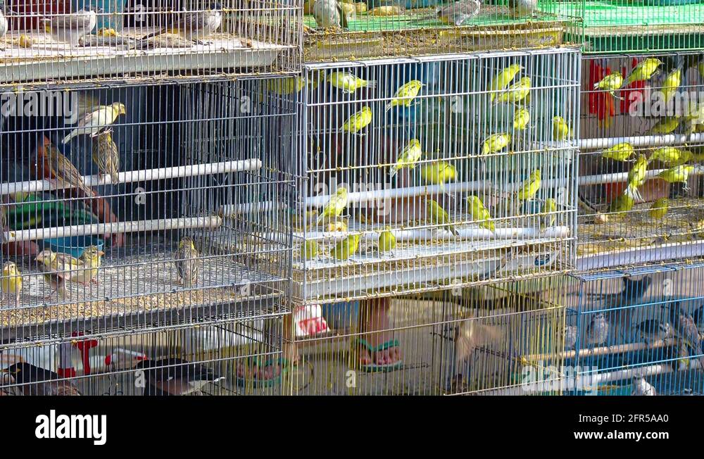 Caged cages pet shop Stock Videos & Footage - HD and 4K Video Clips - Alamy