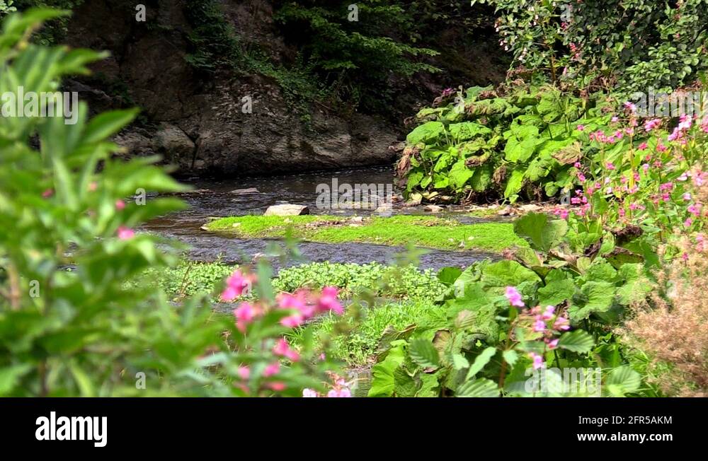 Stream river woodland trees Stock Videos & Footage - HD and 4K Video ...