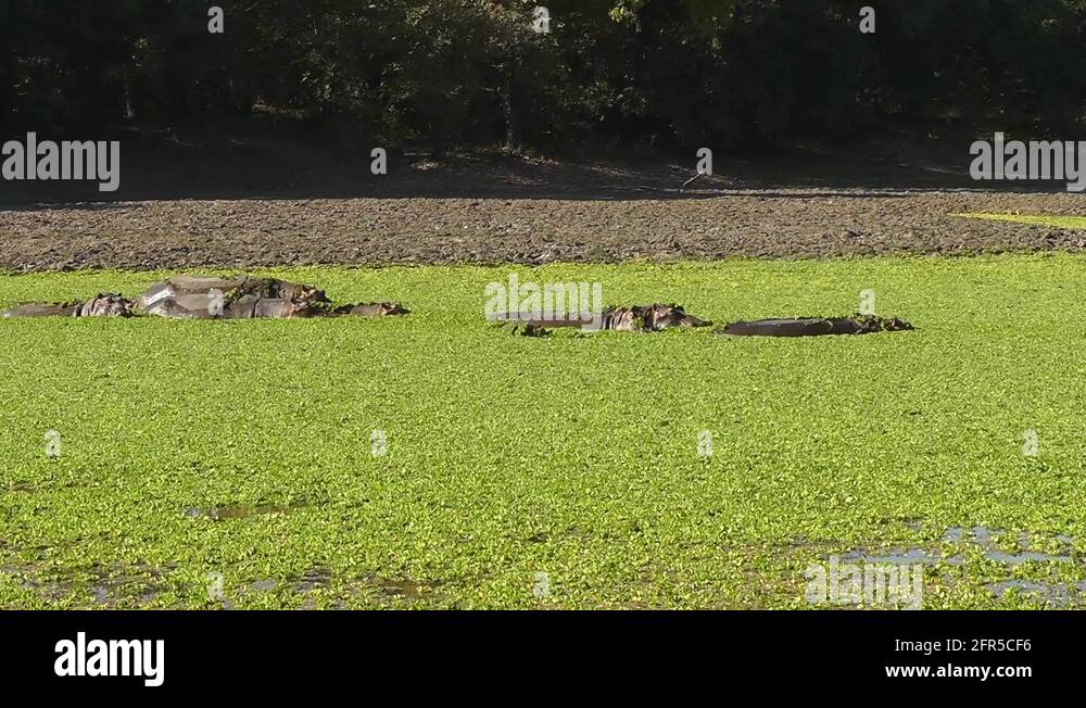Hippos walk through water in a single line, some stop and look Stock ...