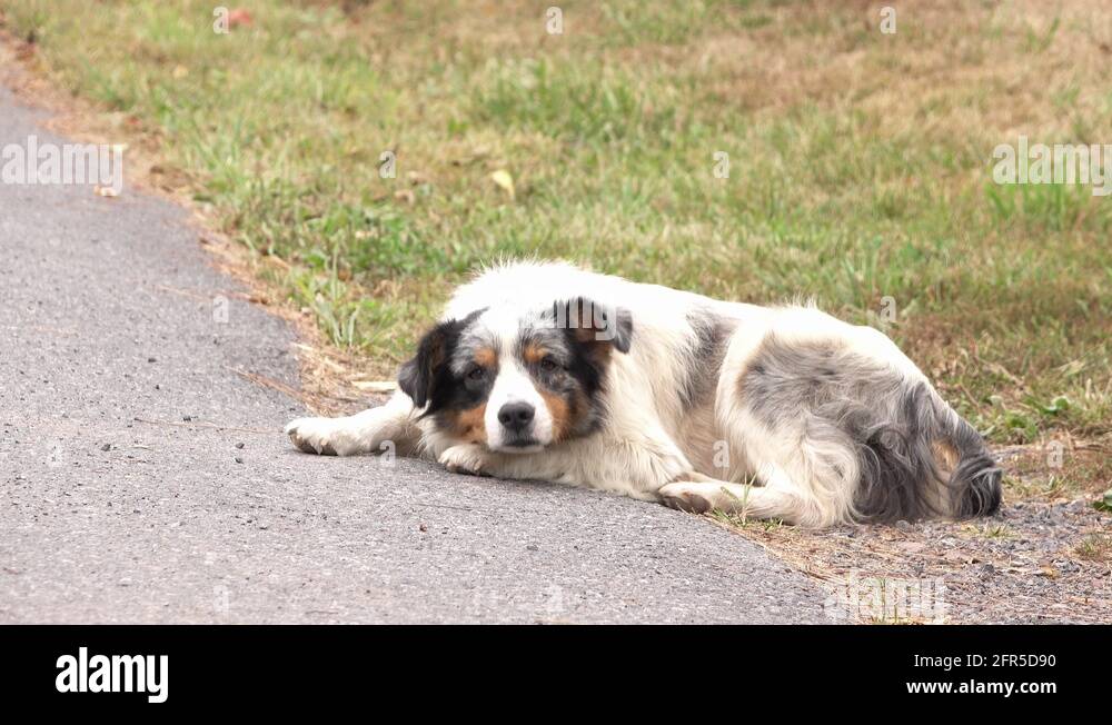 The rough dog Stock Videos & Footage - HD and 4K Video Clips - Alamy