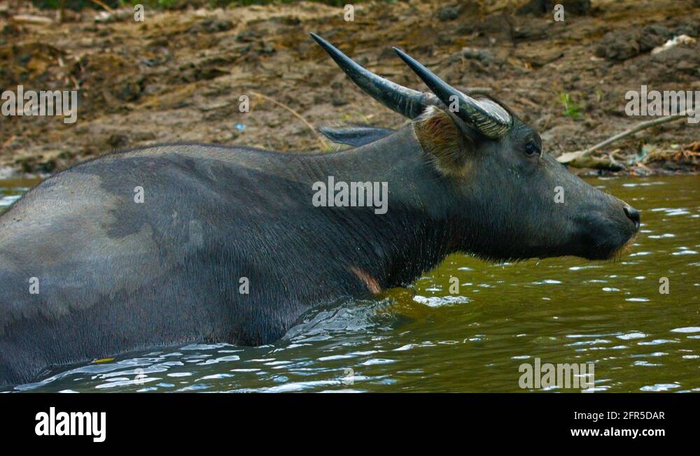 Water Buffalo Bathing in a River in Southeast Asia Stock Video Footage ...