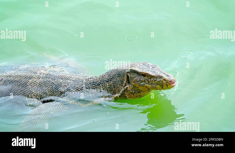 Water monitor lizard swimming Stock Videos & Footage - HD and 4K Video ...