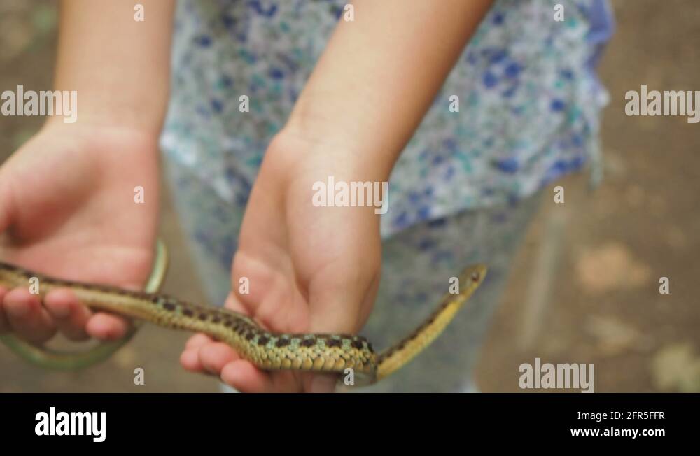 Smiling person with snake Stock Videos & Footage - HD and 4K Video ...