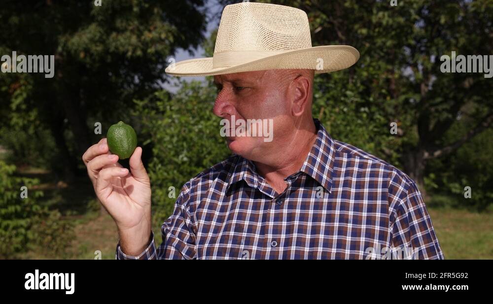 Lime sign Stock Videos & Footage - HD and 4K Video Clips - Alamy