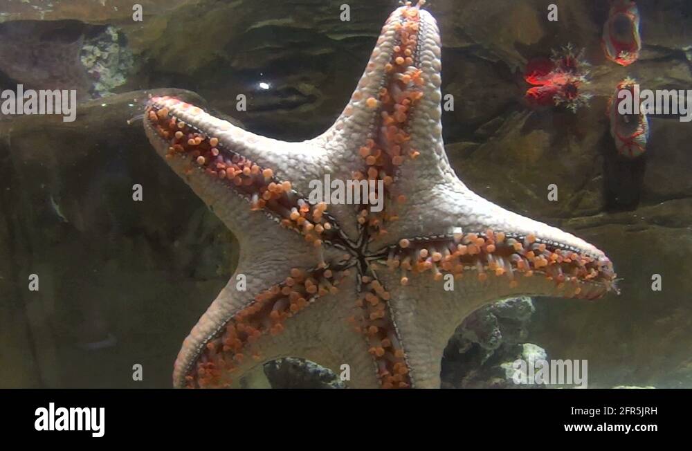 Starfish predator Stock Videos & Footage - HD and 4K Video Clips - Alamy