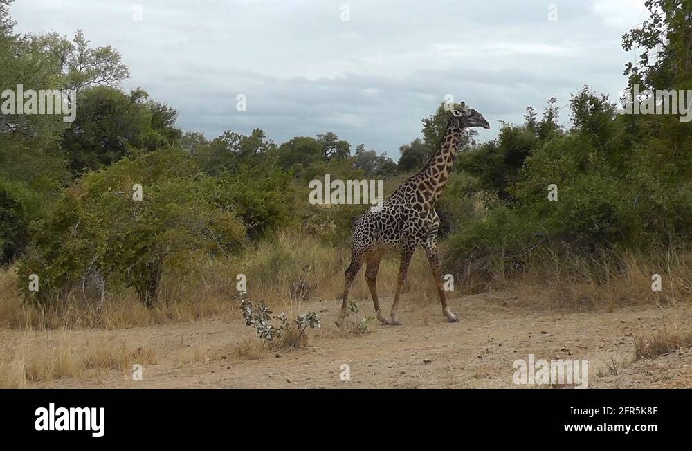 Giraffe tail Stock Videos & Footage - HD and 4K Video Clips - Alamy