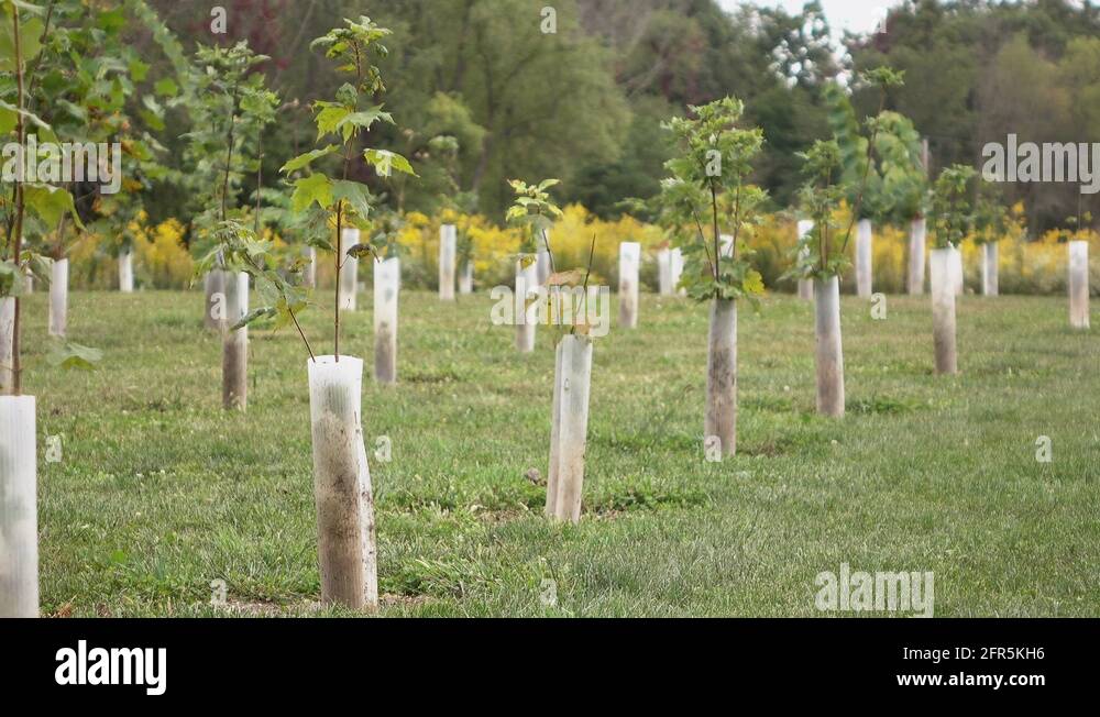 Training trees Stock Videos & Footage - HD and 4K Video Clips - Alamy