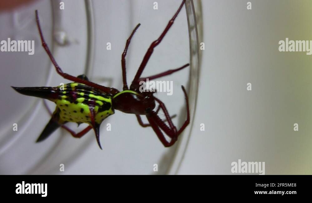 Harmless to humans Stock Videos & Footage - HD and 4K Video Clips - Alamy