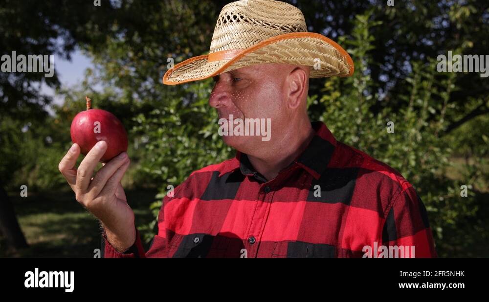 Farmer Check Mango Fruit Showing Camera Satisfied Looking Ok Hand Sign ...