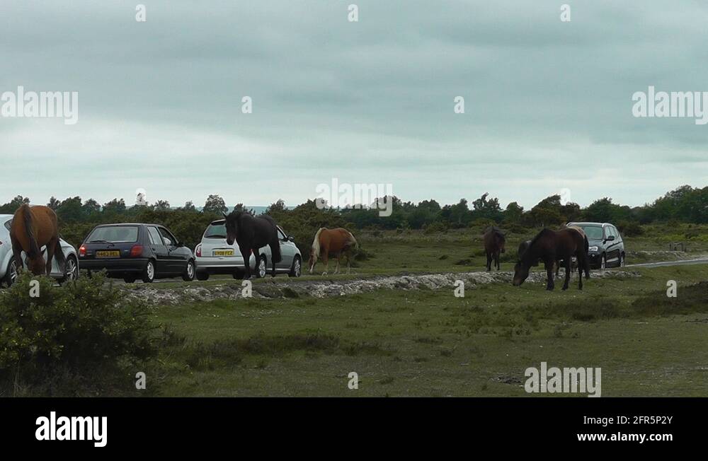 Forming a queue Stock Videos & Footage - HD and 4K Video Clips - Alamy