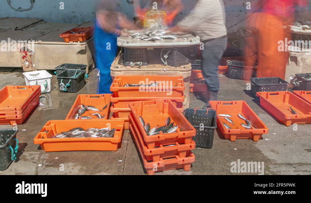 Fish sorting trays Stock Videos & Footage - HD and 4K Video Clips - Alamy