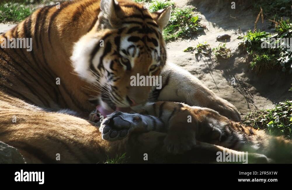 Tiger cleaning Stock Videos & Footage - HD and 4K Video Clips - Alamy