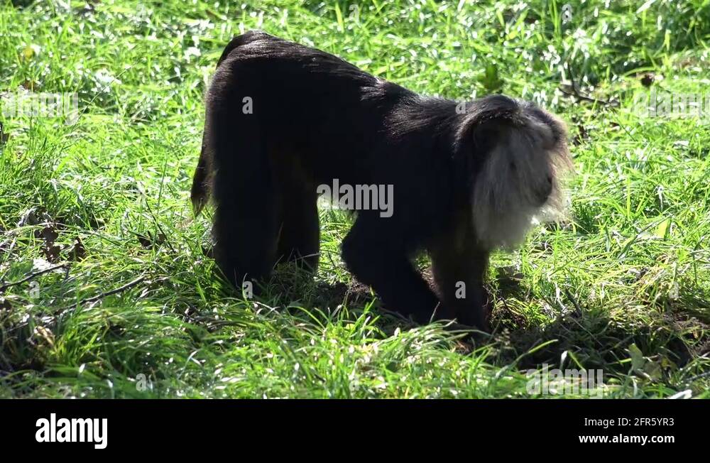 Crouching monkey Stock Videos & Footage - HD and 4K Video Clips - Alamy