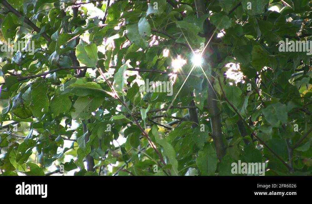Sunlight Stock Videos & Footage - HD and 4K Video Clips - Alamy