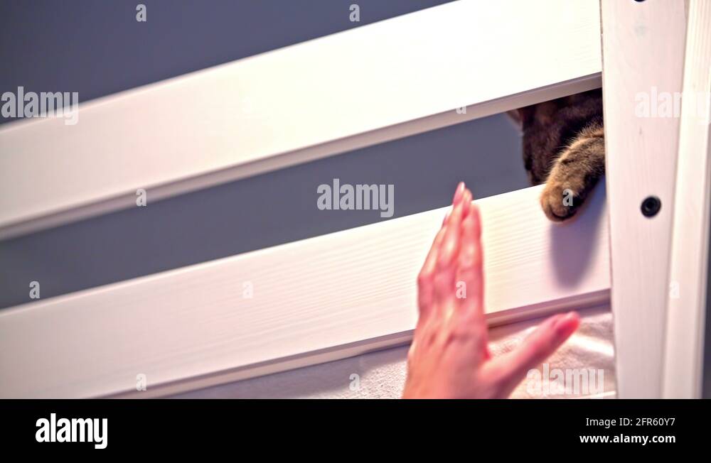 Cat paw hand Stock Videos & Footage - HD and 4K Video Clips - Alamy