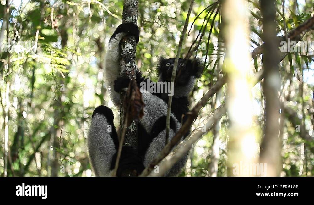 Indri Stock Videos & Footage - HD and 4K Video Clips - Alamy