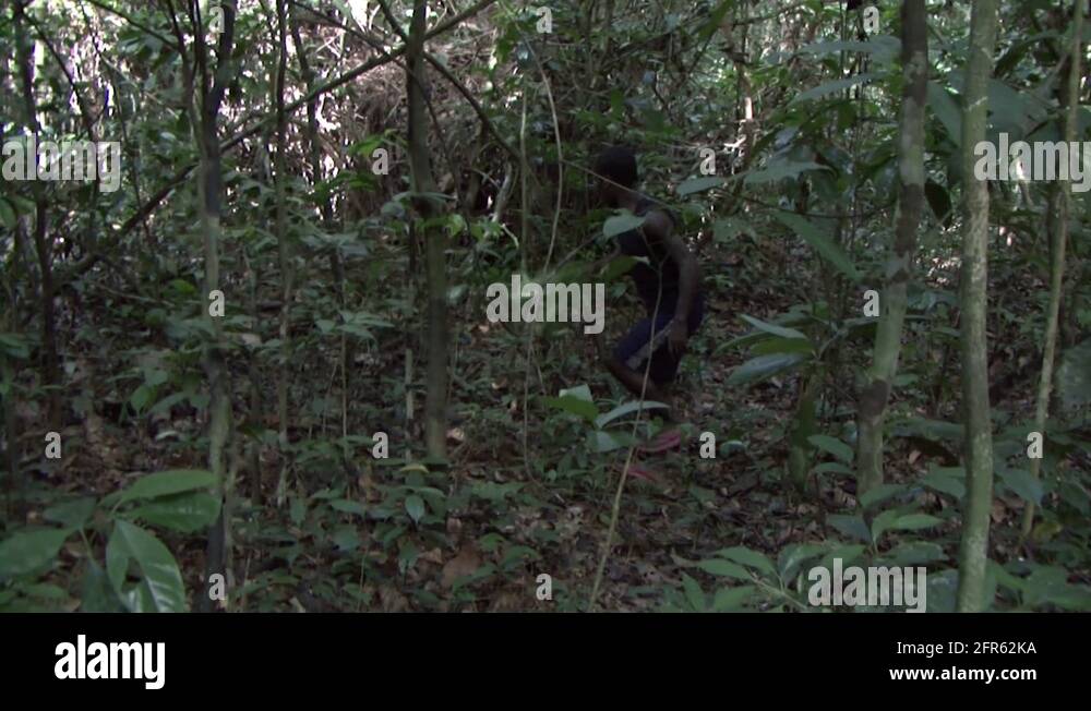 Baka tree Stock Videos & Footage - HD and 4K Video Clips - Alamy