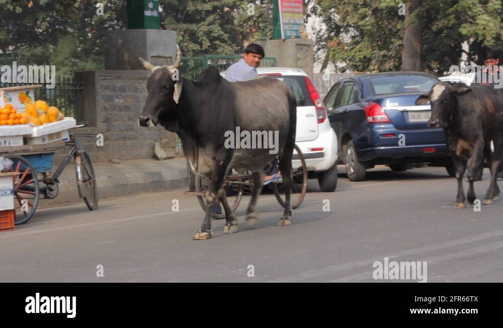 India praying cow Stock Videos & Footage - HD and 4K Video Clips - Alamy