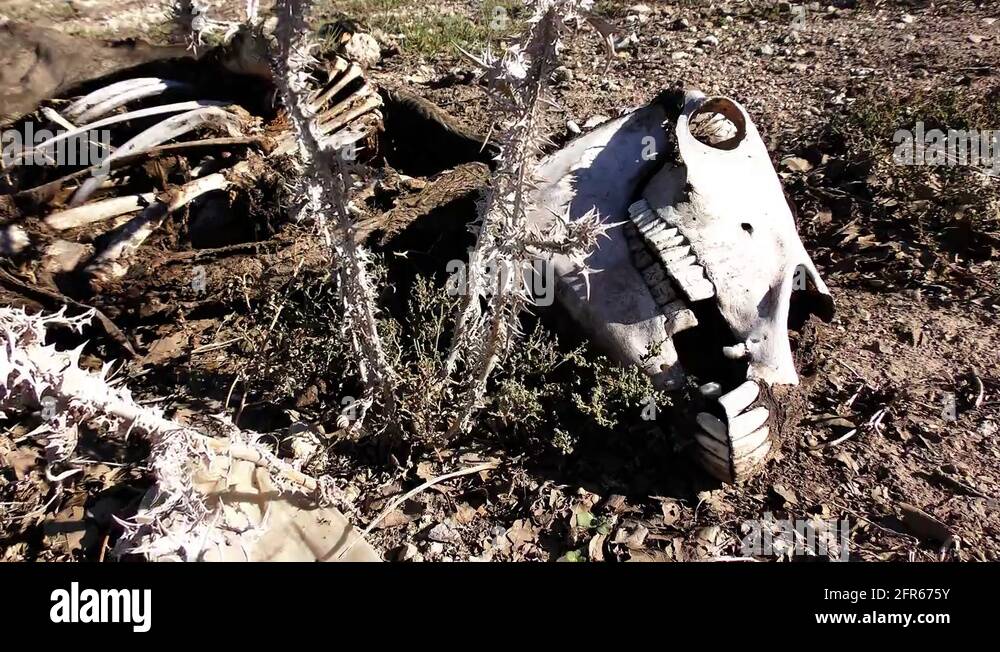 Donkey skeleton Stock Videos & Footage - HD and 4K Video Clips - Alamy