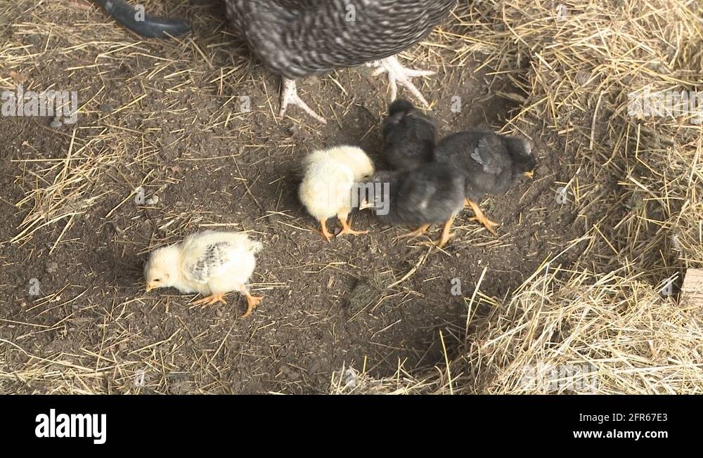 Poultry Stock Videos & Footage - HD and 4K Video Clips - Alamy