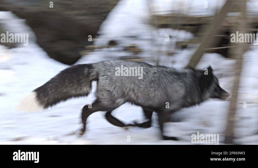 The silver fox Stock Videos & Footage - HD and 4K Video Clips - Alamy