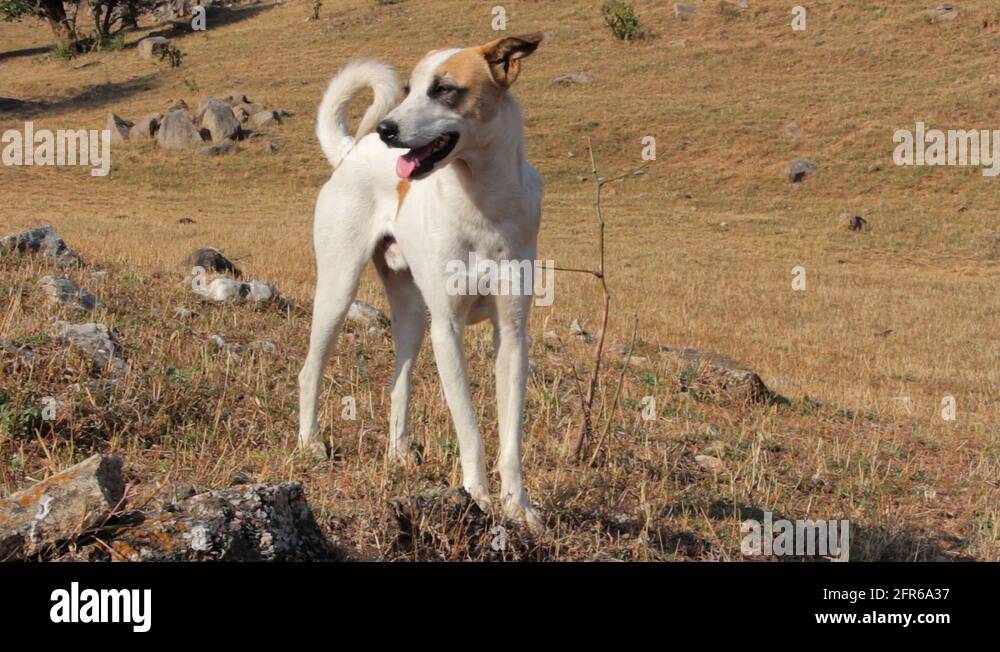 Pets in india Stock Videos & Footage - HD and 4K Video Clips - Alamy