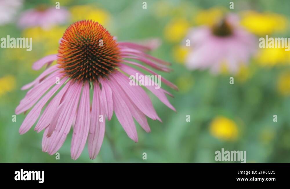 Narrow cone Stock Videos & Footage - HD and 4K Video Clips - Alamy